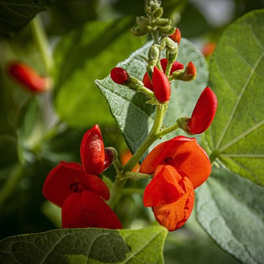 Scarlet runner Pole Bean (Phaseolus coccineus) | Terre promise